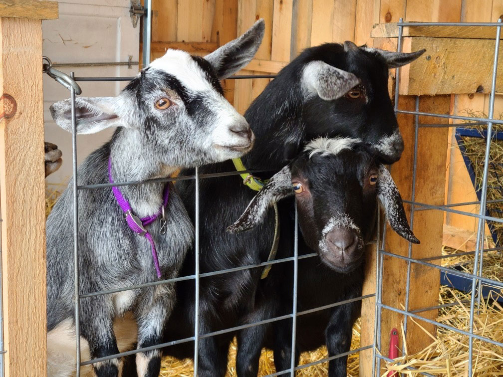Homestead Farm Kinder Goats – Upstate NY Family Farm