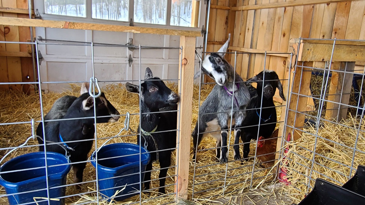 Homestead Farm Kinder Goats – Upstate NY Family Farm